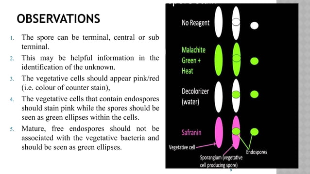 practical micro Lab5 presentation .pptx