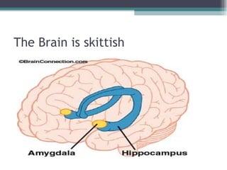 Practical neuroscience | PPT