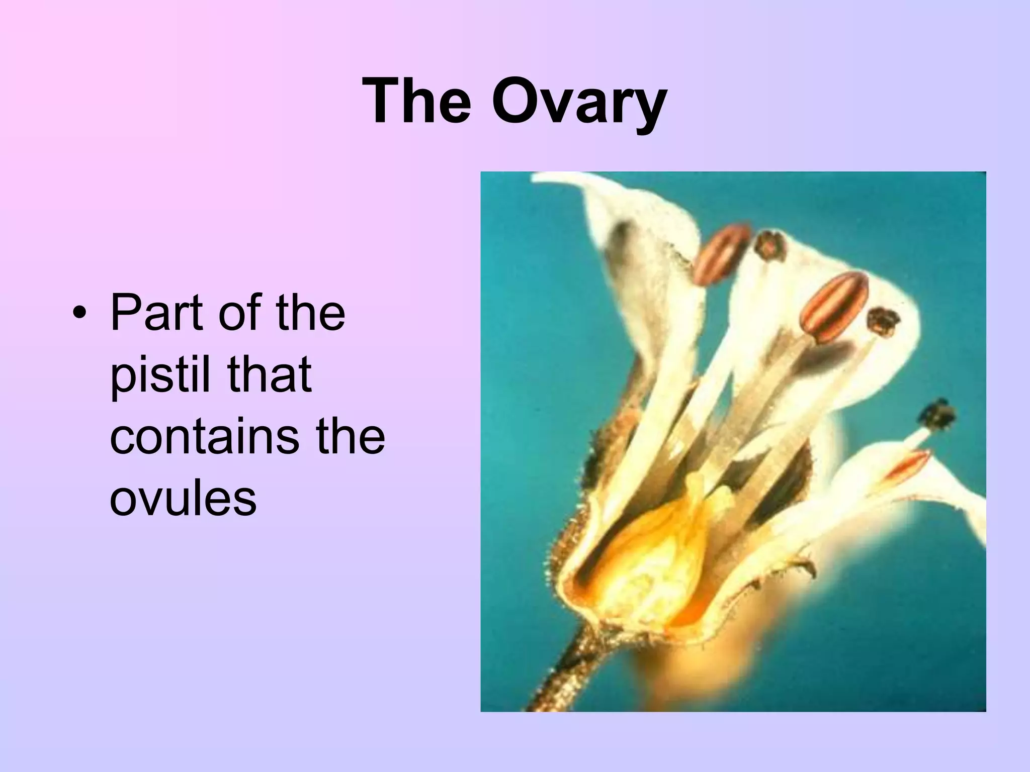 Practical no.2 REPRODUCTIVE PARTS OF AFLOWER.ppt