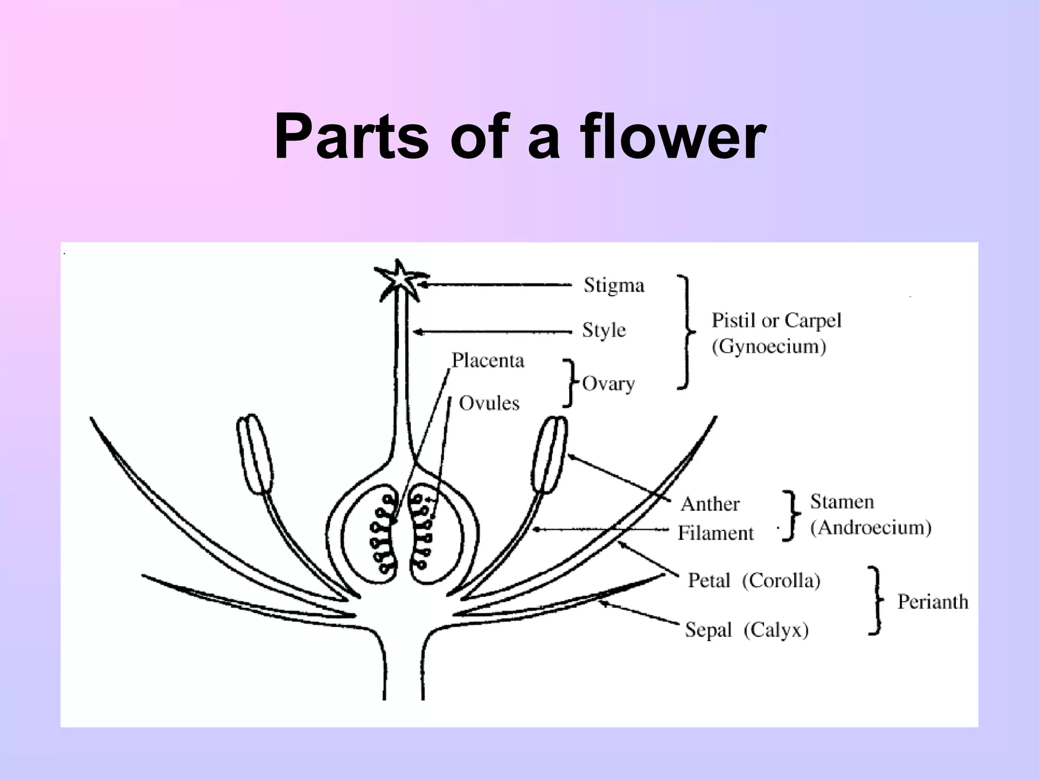 Practical no.2 REPRODUCTIVE PARTS OF AFLOWER.ppt