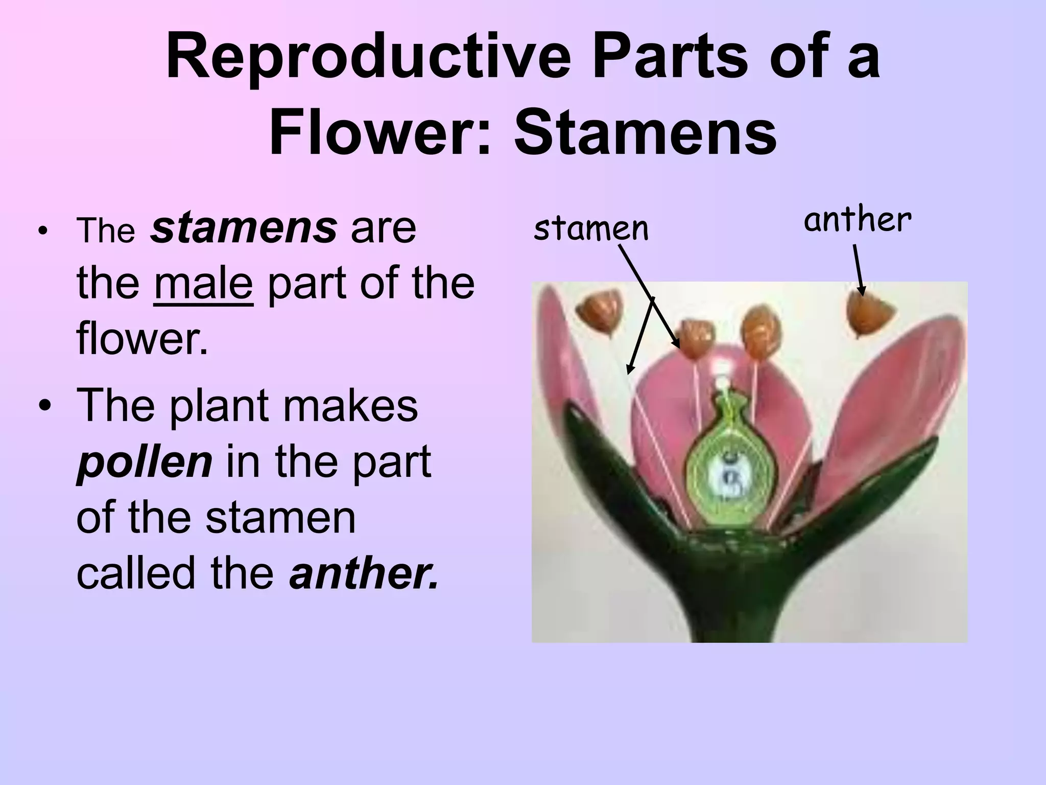 Practical no.2 REPRODUCTIVE PARTS OF AFLOWER.ppt
