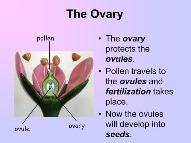 Practical no.2 REPRODUCTIVE PARTS OF AFLOWER.ppt | Infertility ...