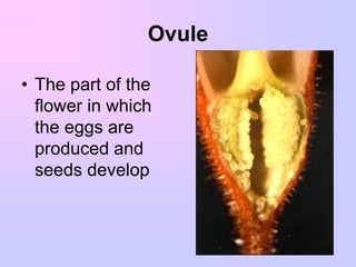 Practical no.2 REPRODUCTIVE PARTS OF AFLOWER.ppt
