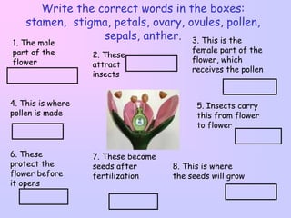 Practical no.2 REPRODUCTIVE PARTS OF AFLOWER.ppt | Infertility ...