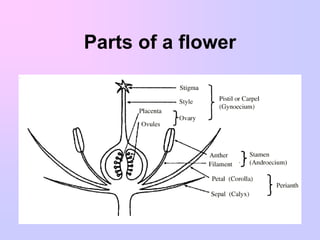Practical no.2 REPRODUCTIVE PARTS OF AFLOWER.ppt