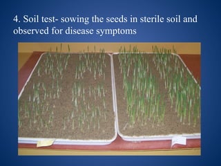Methods of detection and identification of seed borne pathogens.pptx