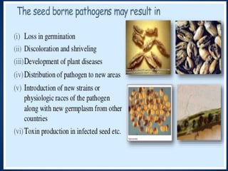 Methods of detection and identification of seed borne pathogens.pptx