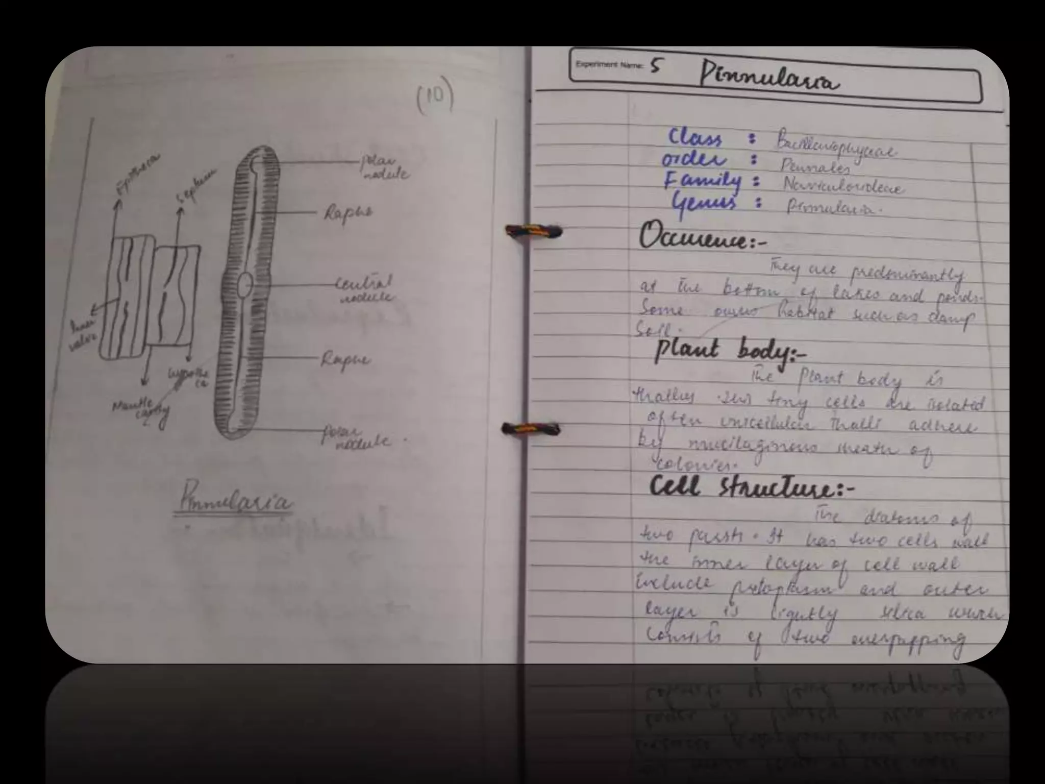 Practical notebook botany paper A | PPTX