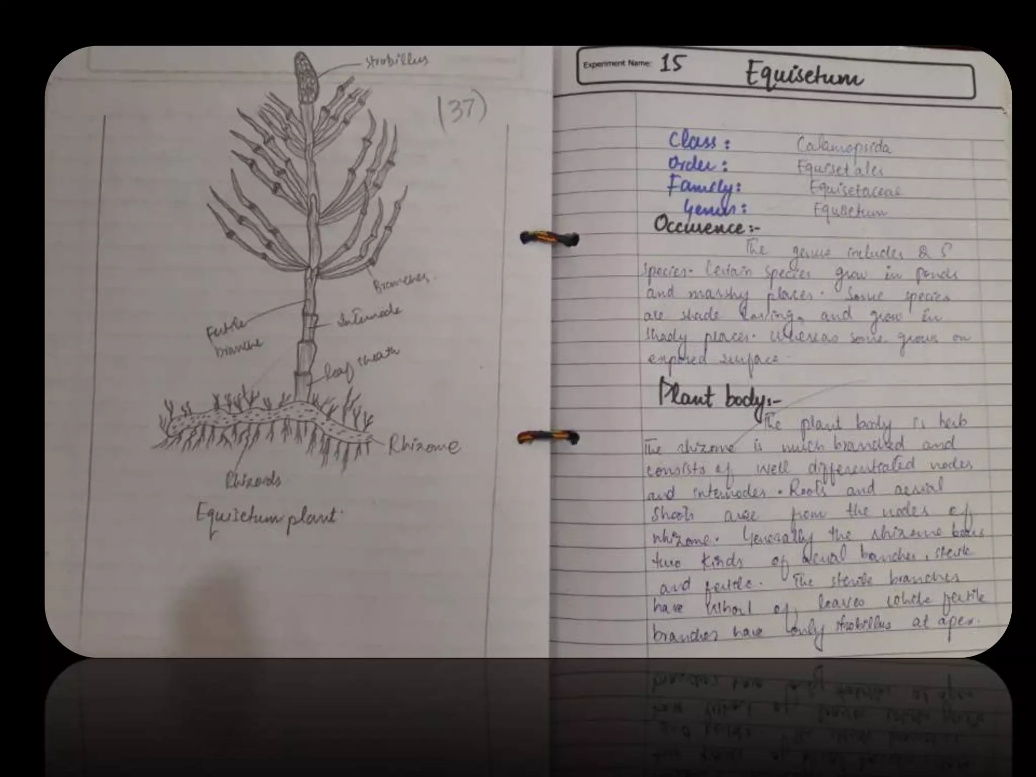 Practical notebook botany paper A | PPTX