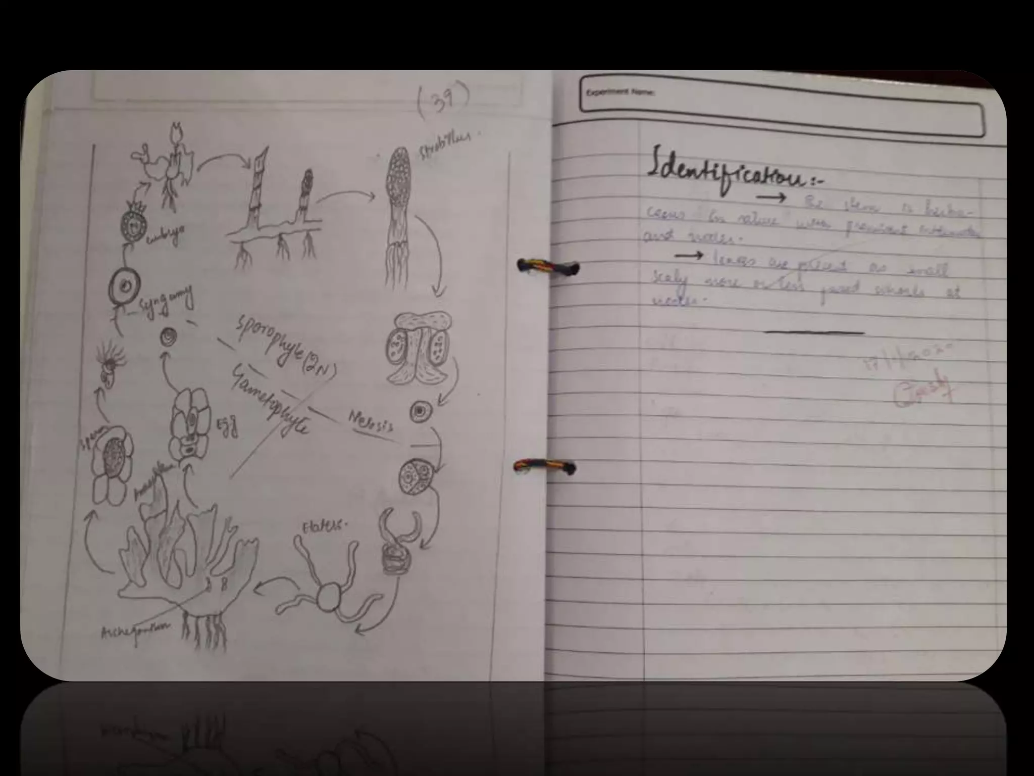 Practical notebook botany paper A | PPTX