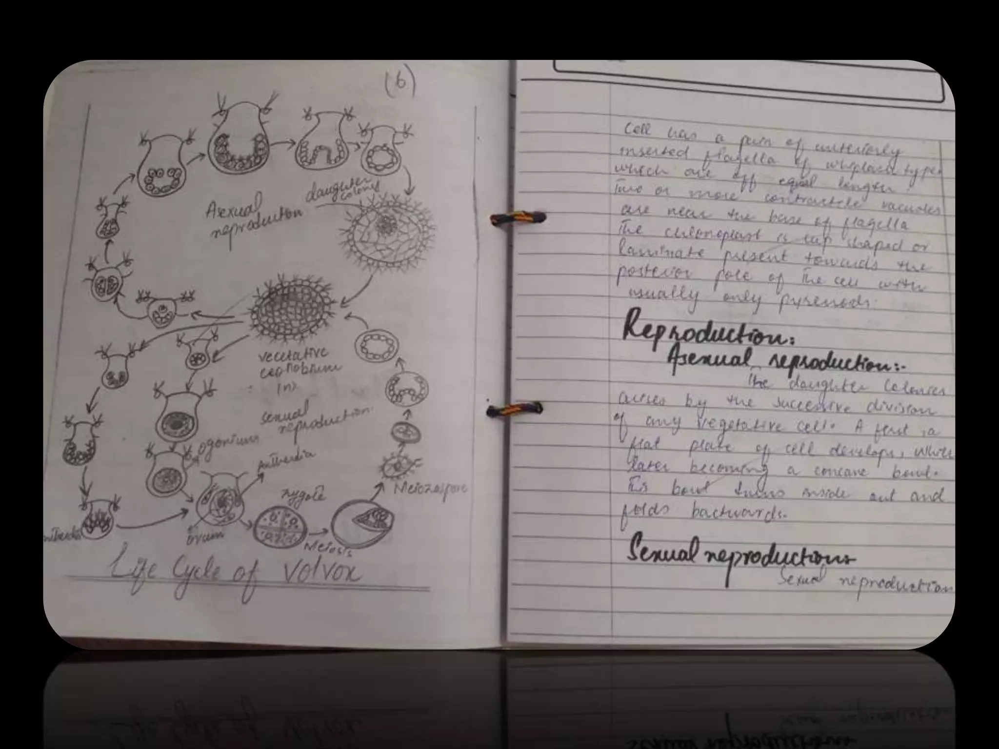 Practical notebook botany paper A | PPT | Free Download