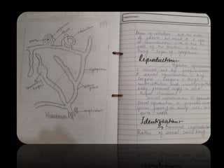 Practical notebook botany paper A | PPT | Free download