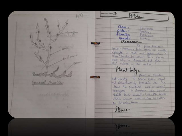 Practical notebook botany paper A | PPT