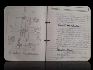 Practical notebook botany paper A | PPT | Free download