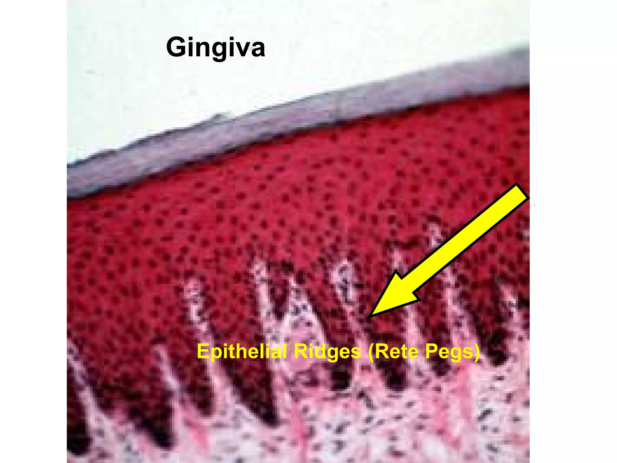 Practical oral histology ii | PPT