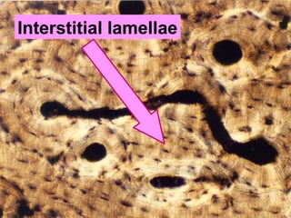 Practical oral histology ii | PPT