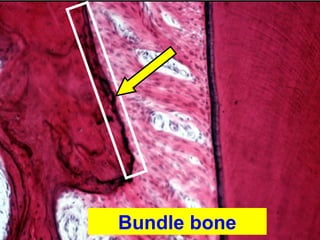 Practical oral histology ii | PPT