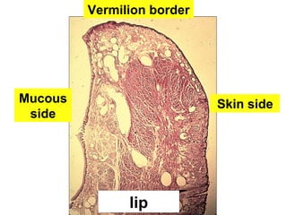 Practical oral histology ii | PPT