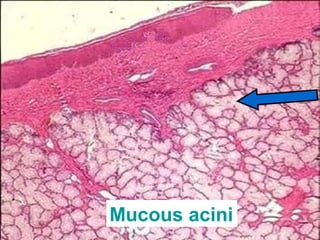 Practical oral histology ii | PPT