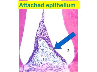 Practical oral histology ii | PPT