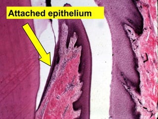 Practical oral histology ii | PPT