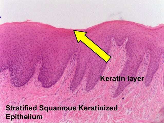Practical oral histology ii