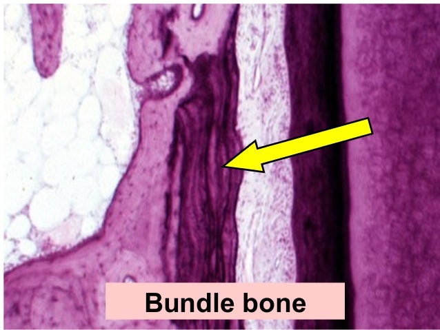 Practical oral histology ii