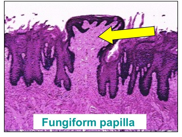 Practical oral histology ii