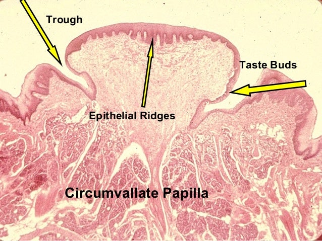 Practical oral histology ii