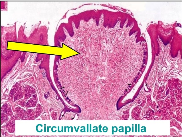 Vallate Papillae Labelled Histology