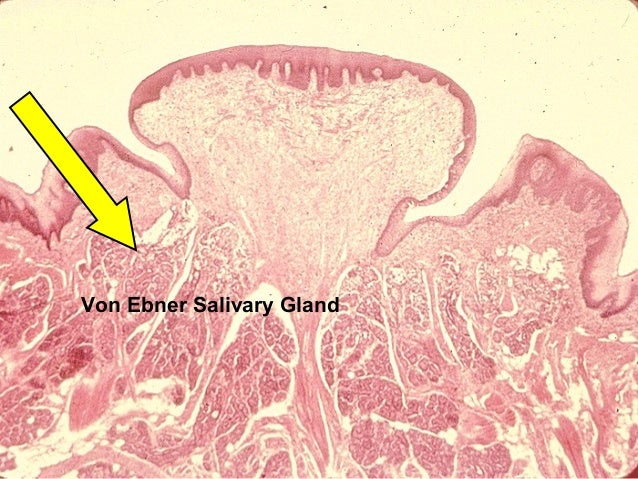 Practical oral histology ii