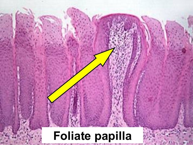 Vallate Papillae Labelled Histology