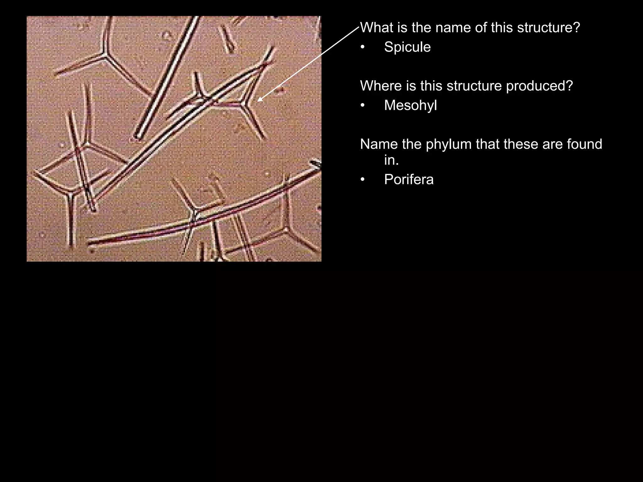 BIO Lab Practical 2 Slideshow | PPT