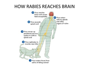 Practical rabies | PPTX