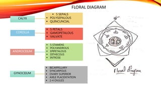 EXPERIMENTS (Practicals) | PPTX