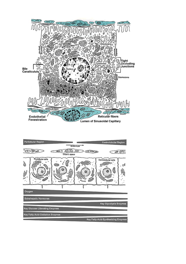 Practicals 3 digestive system iii | DOC