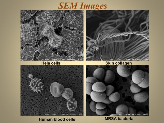 Practical skills in scanning electron microscope | PPTX