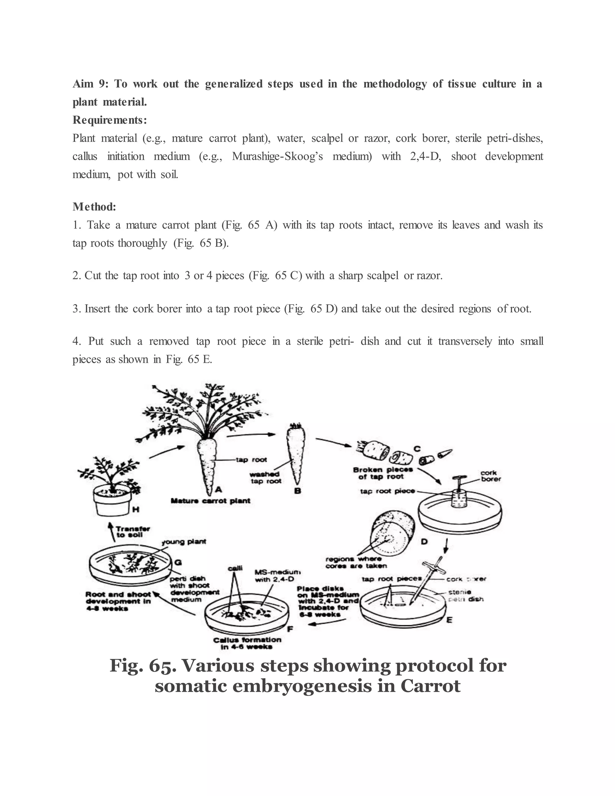 Practicals plant tissue culture | DOCX