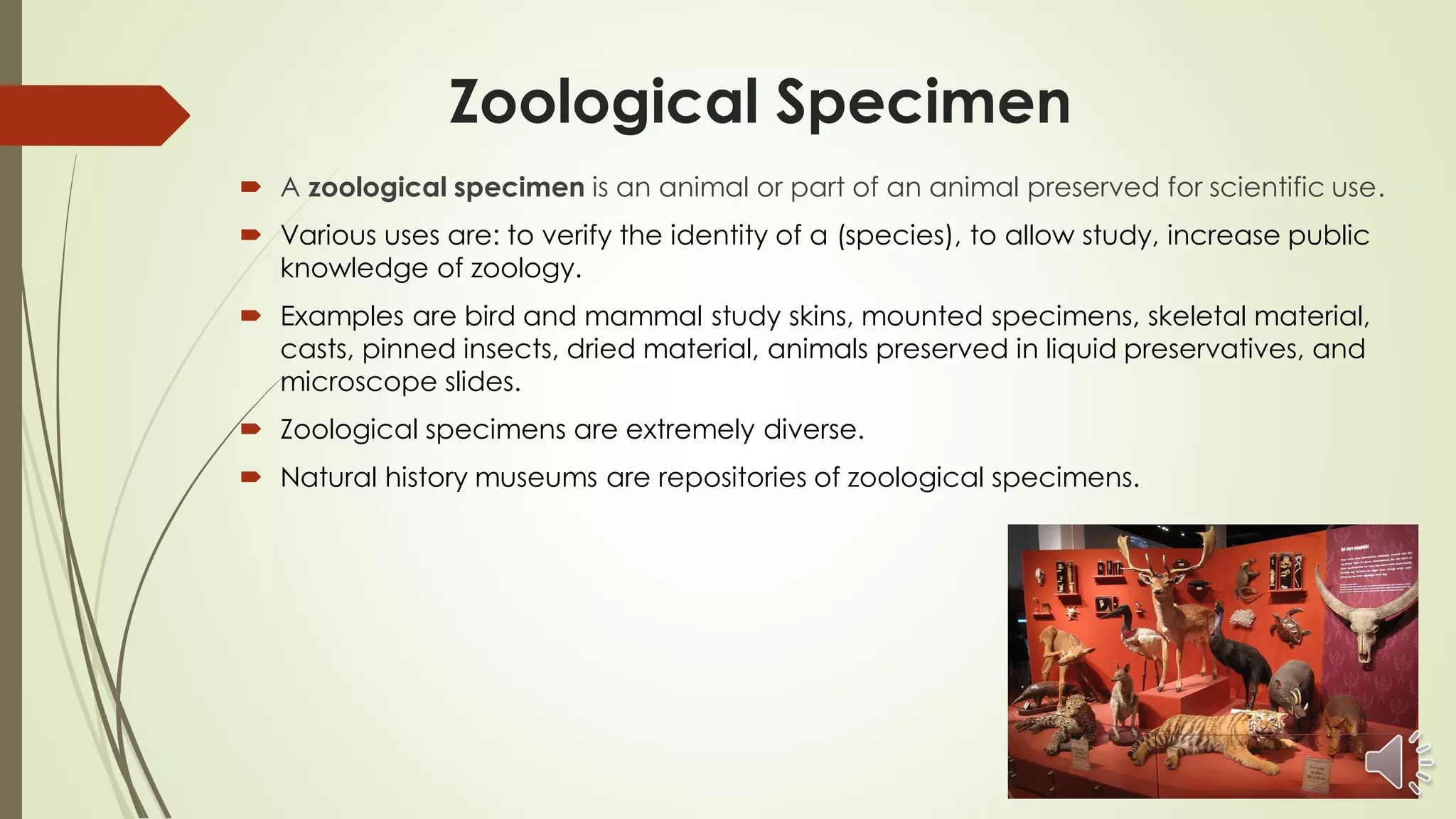 Practical study of preserved invertebrate species and their practical ...