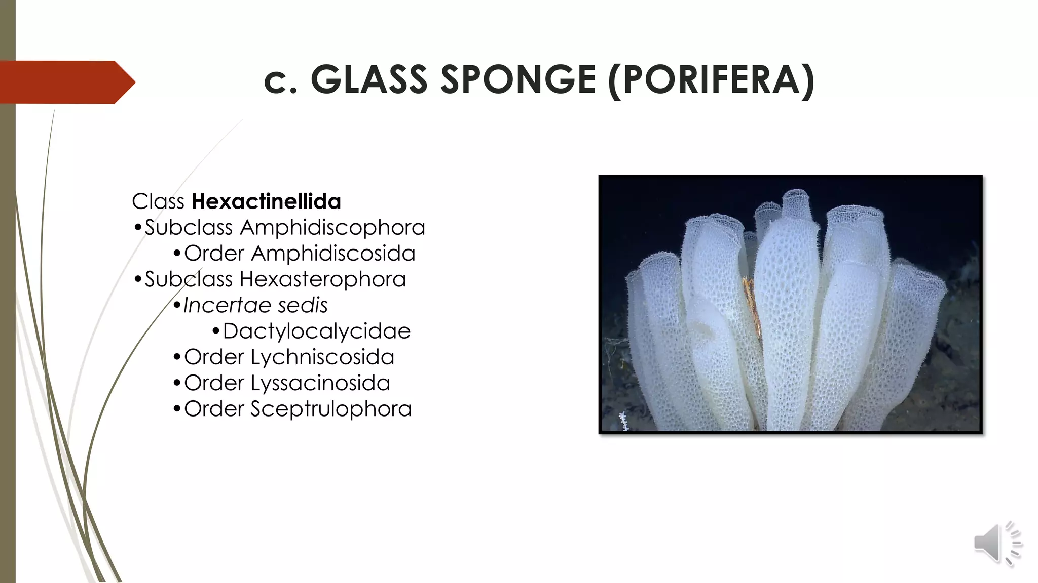 Practical study of preserved invertebrate species and their practical ...