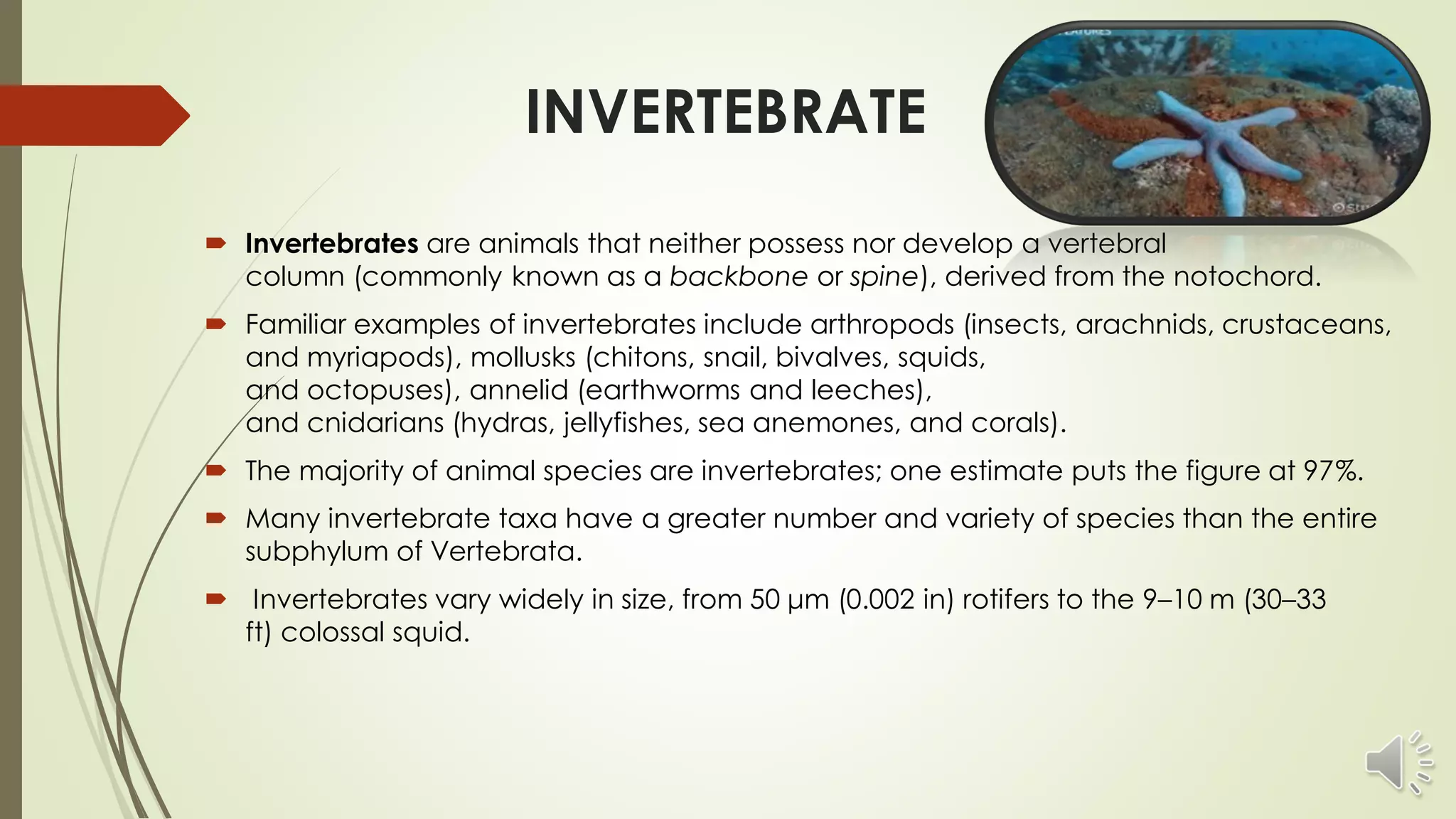 Practical study of preserved invertebrate species and their practical ...
