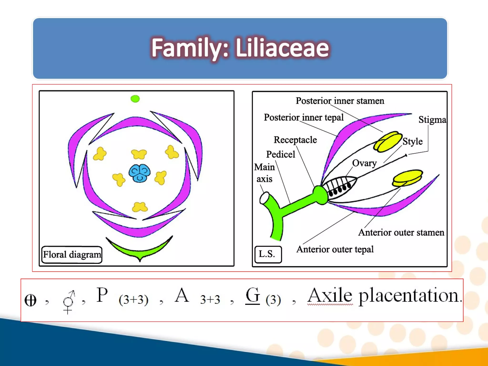 Practical flowering plant taxonomy all families | PPT