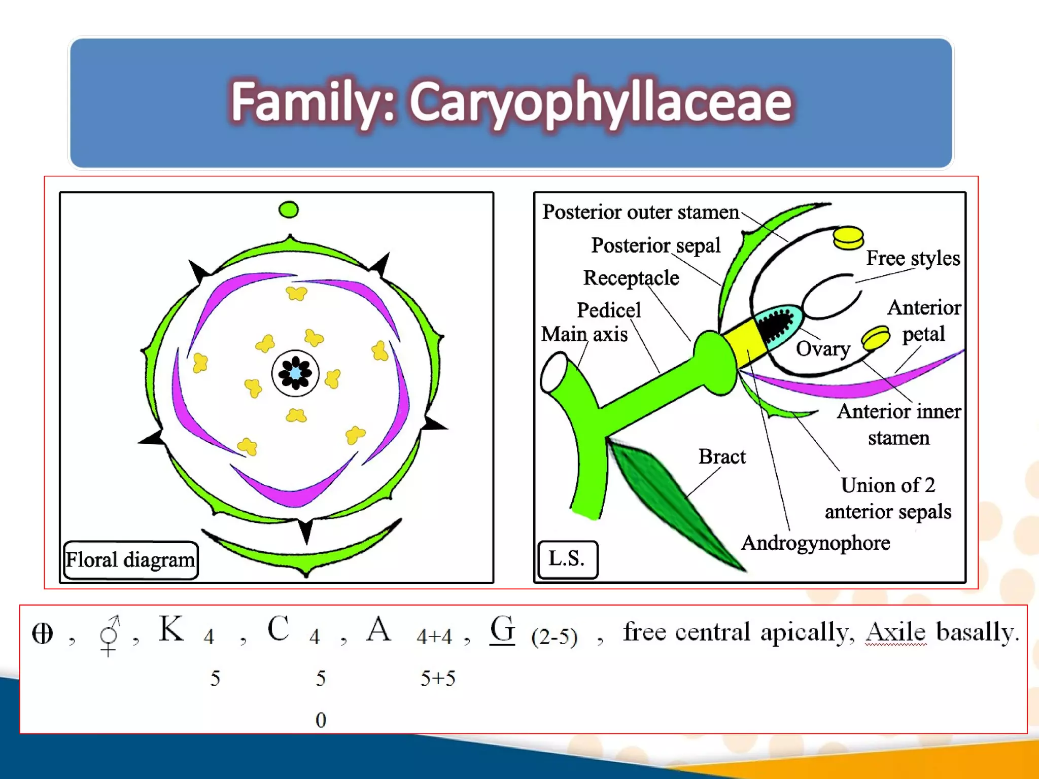Practical flowering plant taxonomy all families | PPT