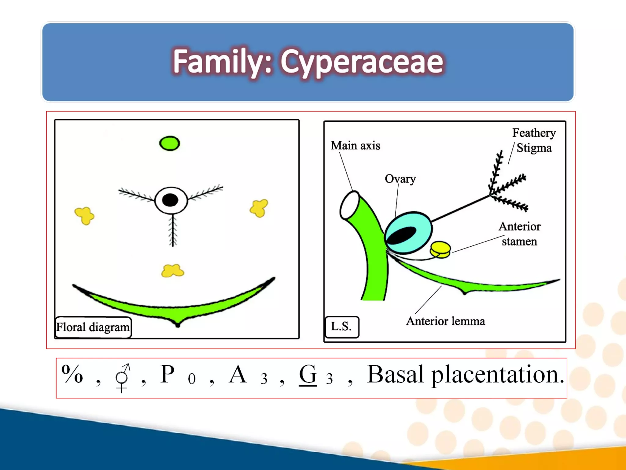Practical flowering plant taxonomy all families | PPT