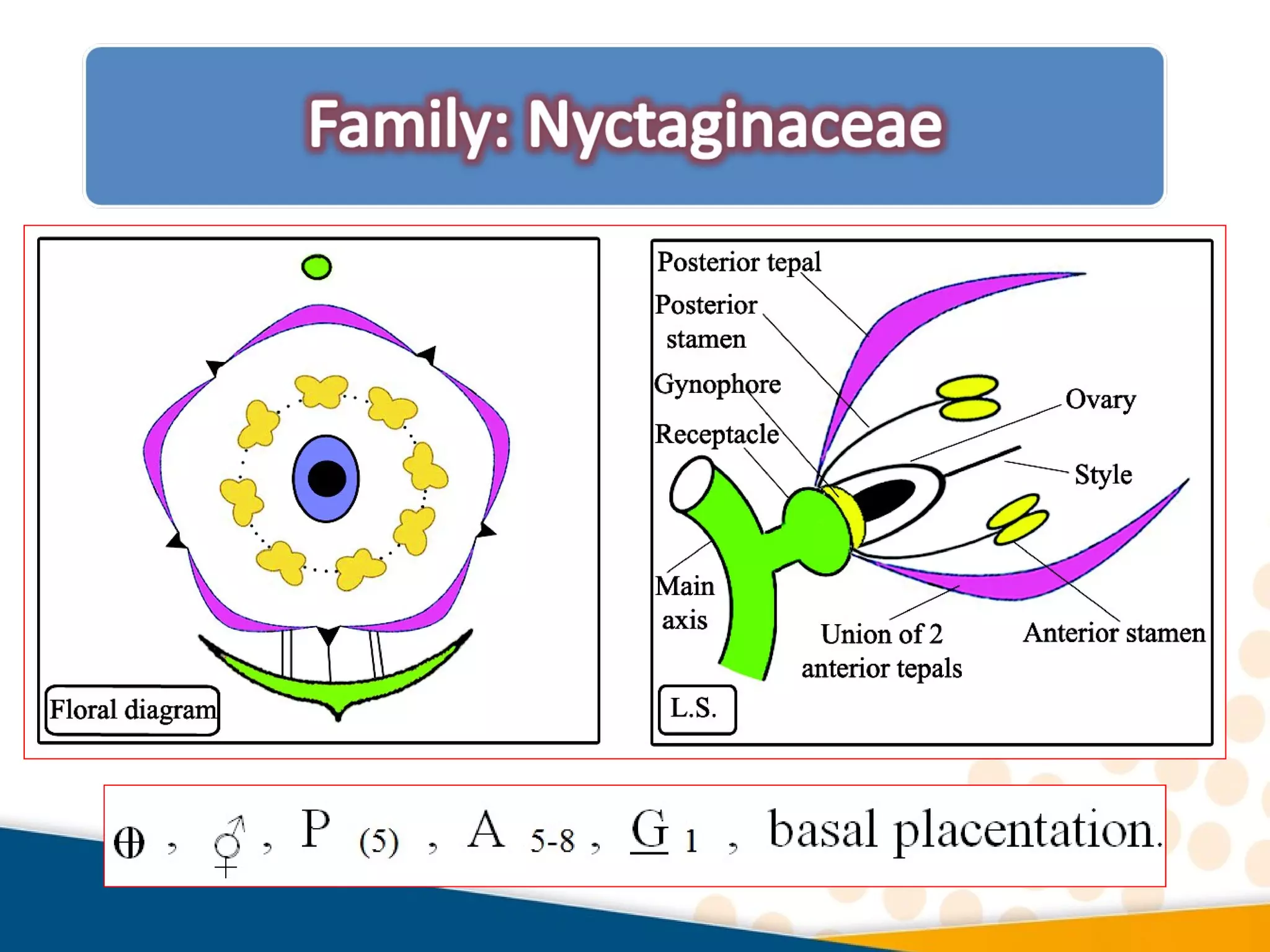 Practical flowering plant taxonomy all families | PPT | Gardening ...
