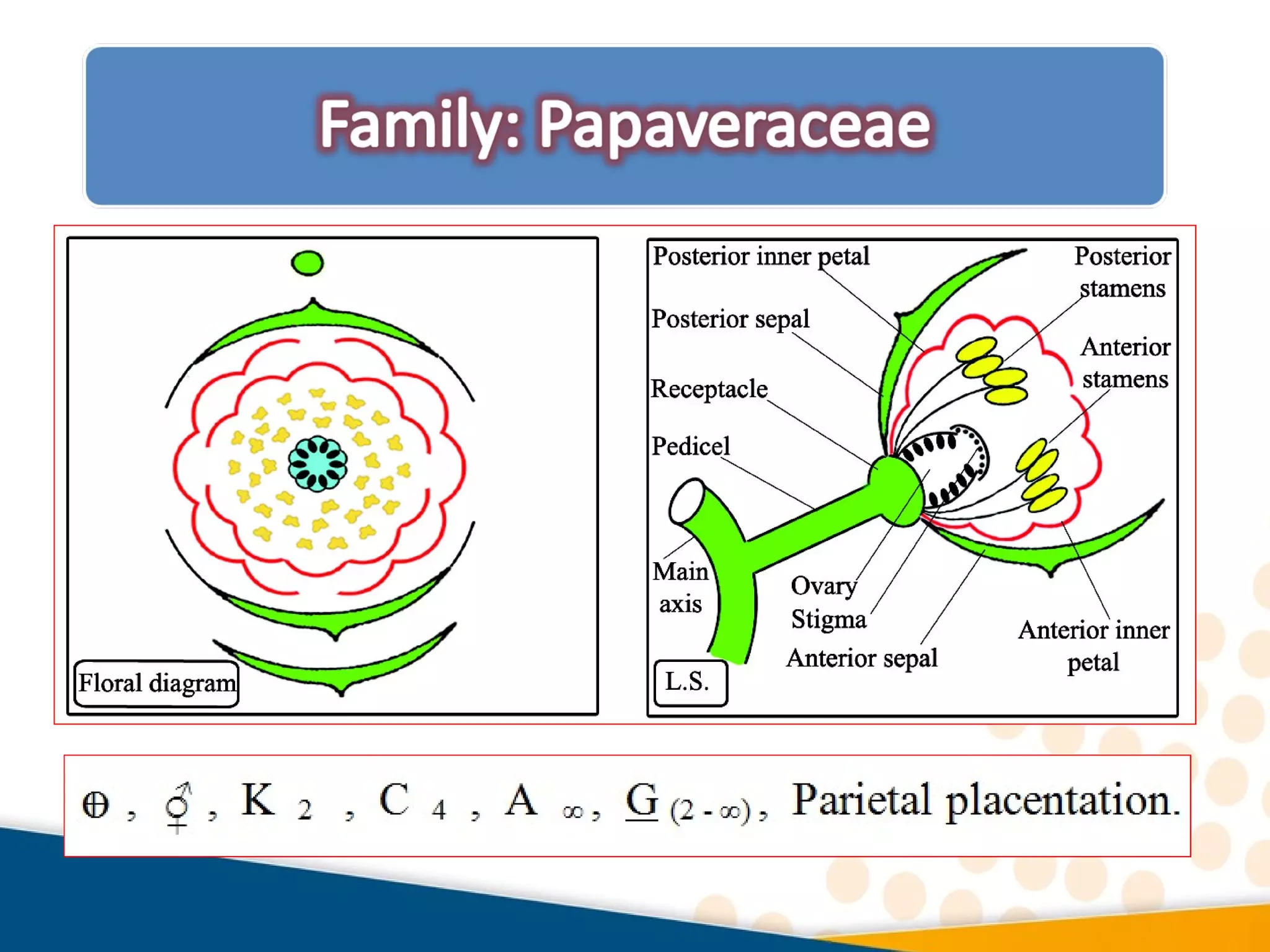 Practical flowering plant taxonomy all families | PPT