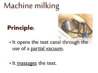 Practical Unit 12 Clean milk production and milking methods.pptx