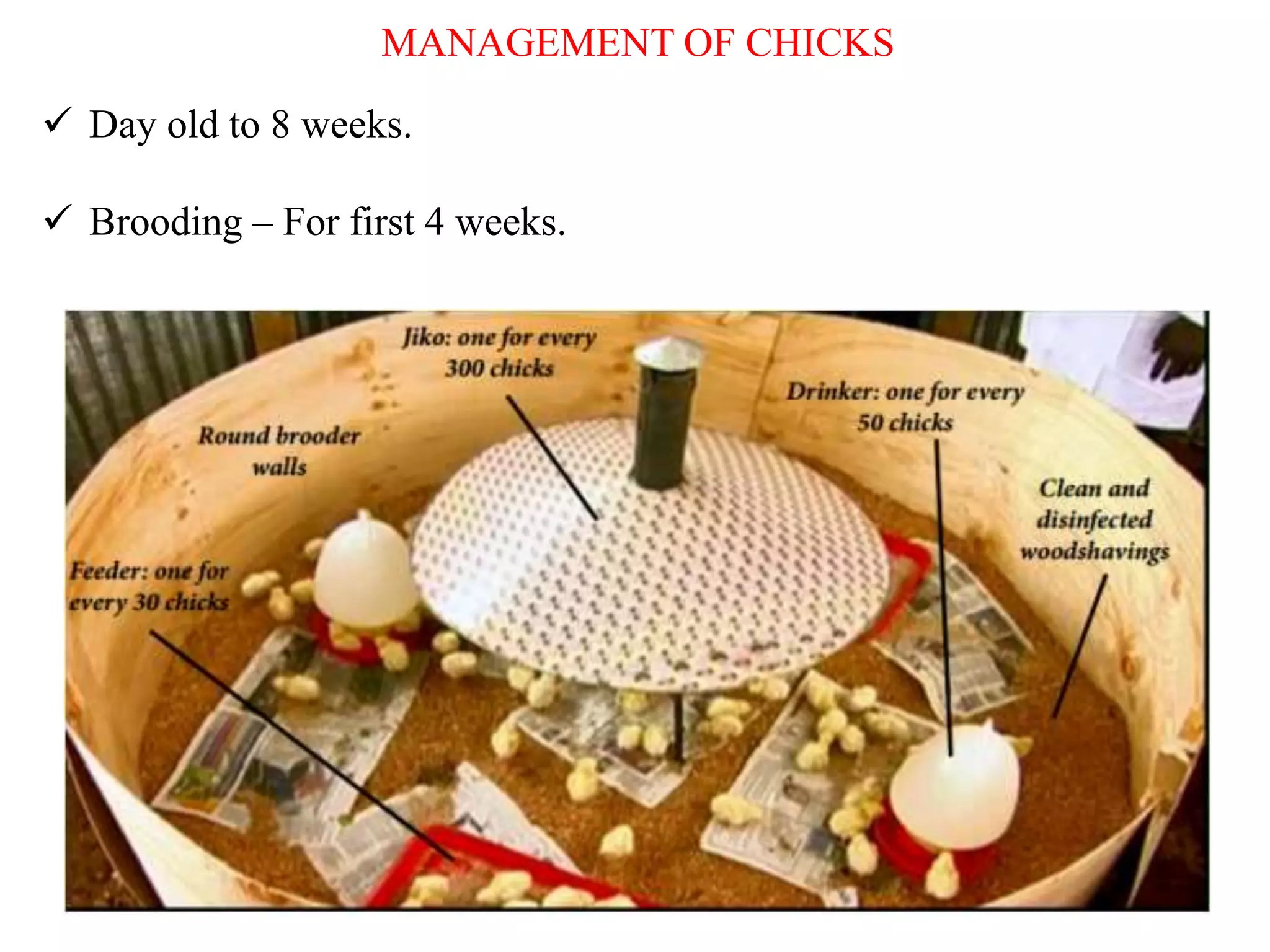 Practical Unit 14 Management of Chicks, Growers, and Layers.pptx