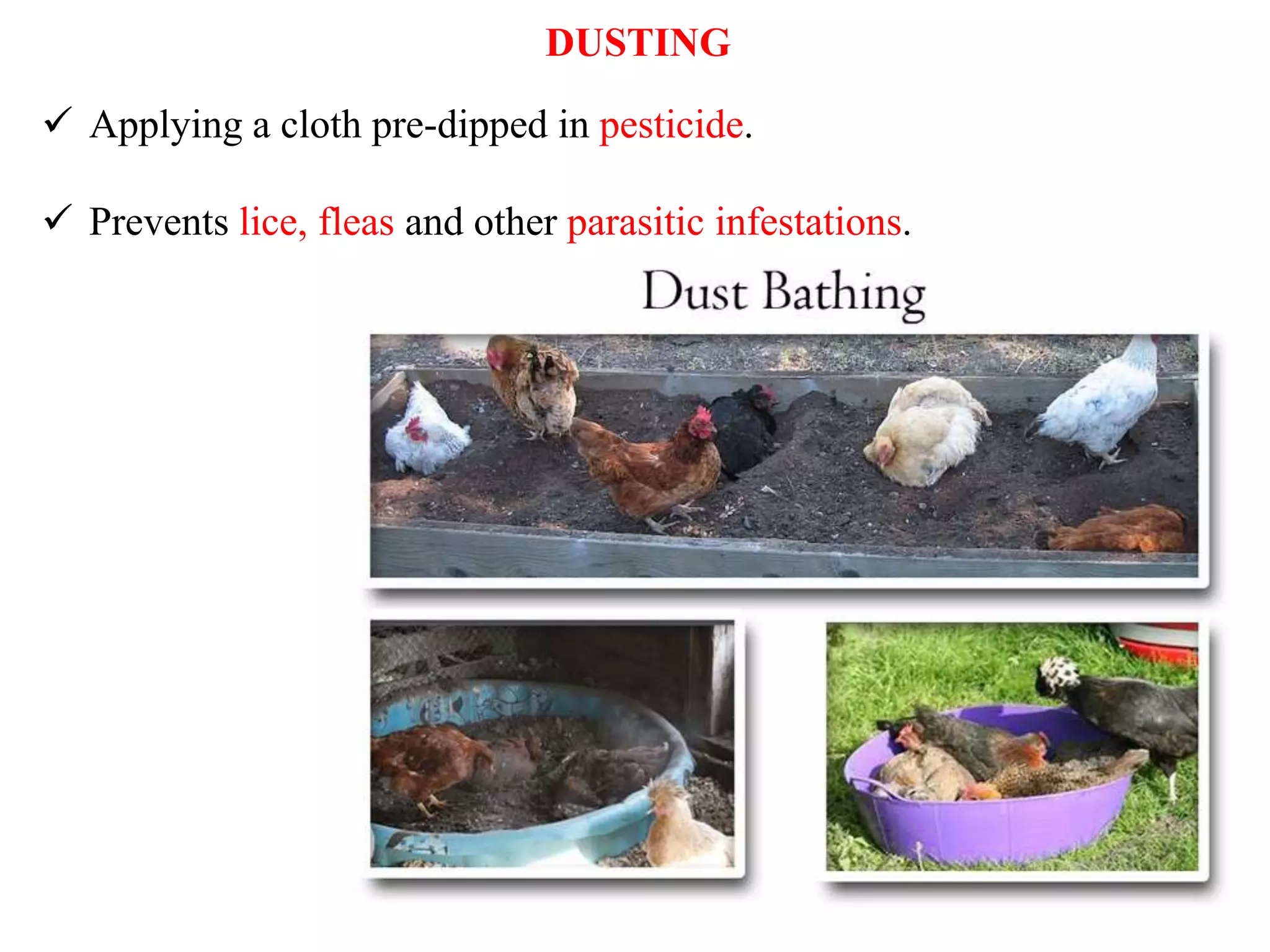Practical Unit 15 Debeaking, Vaccination, and dusting in Poultry.pptx