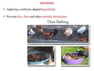Practical Unit 15 Debeaking, Vaccination, and dusting in Poultry.pptx